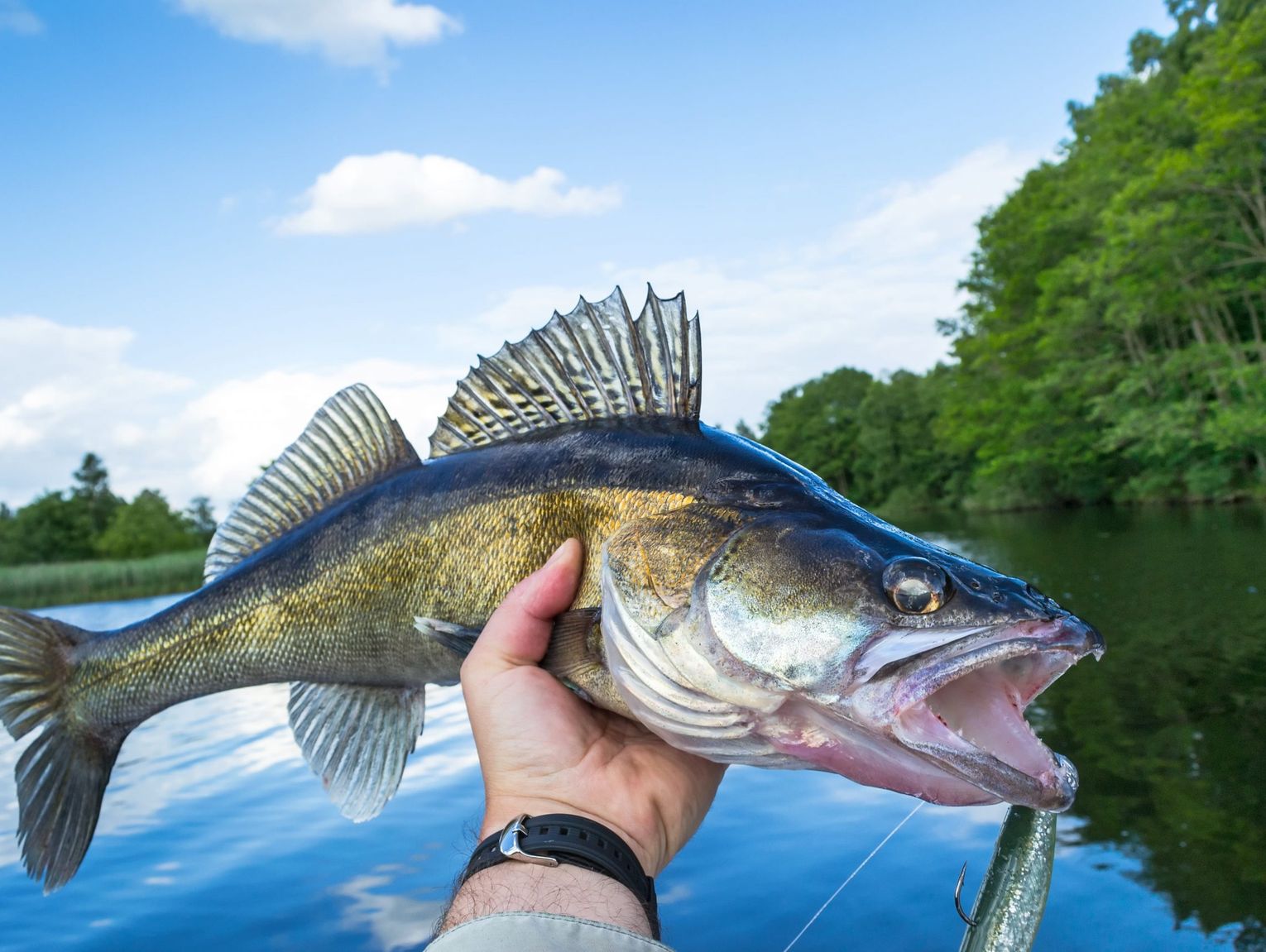 GFP GIVES FISH REPORT
