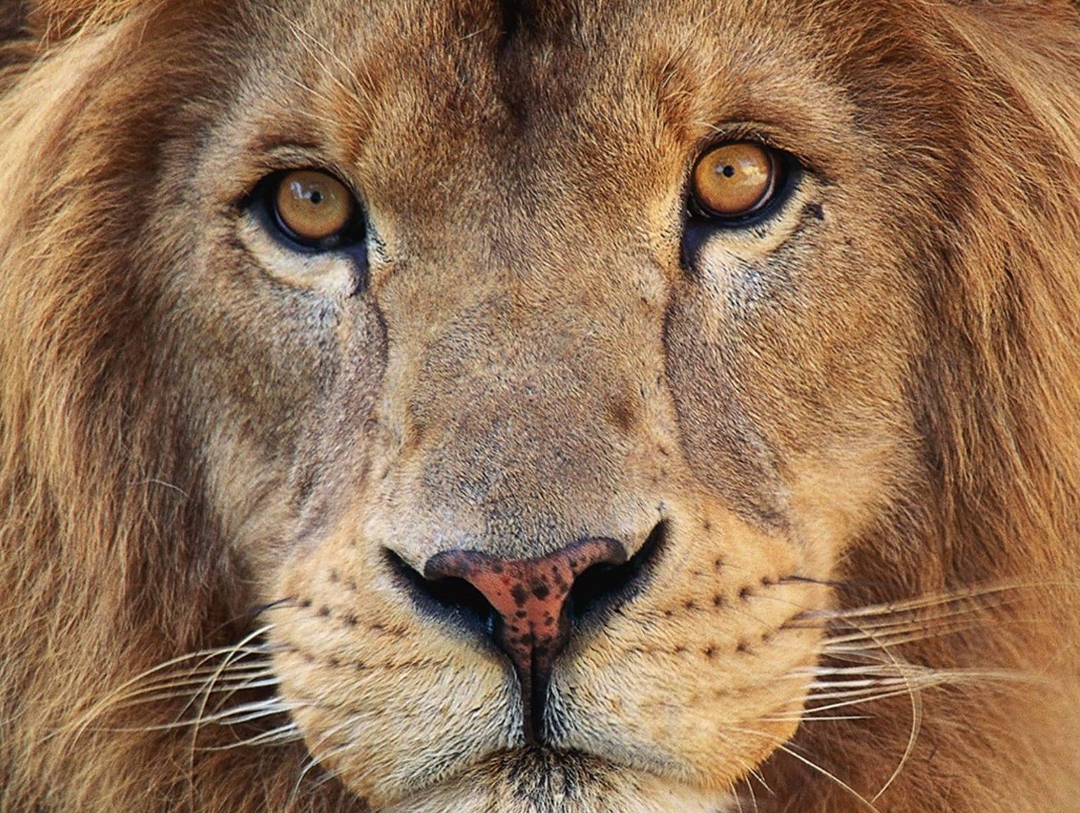 LA Board Appoints Supt. Interview Committee