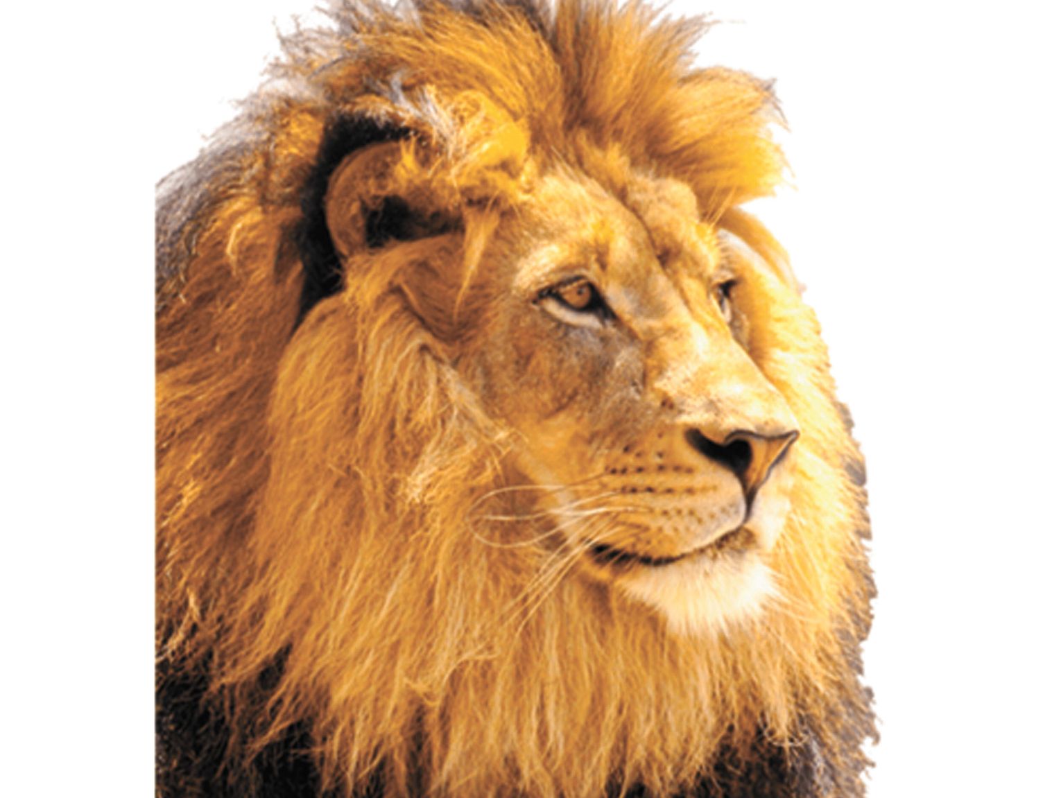 LADY LIONS ADD PAIR OF VICTORIES